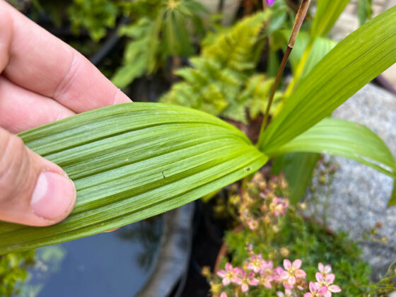 Bletilla striata - Grow Paradise